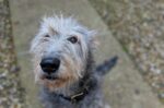 Irish Wolfhound Poodle Mix: A Wolfy Doodle You Will Love