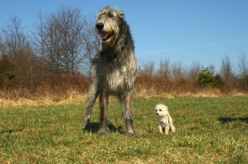 Irish Wolfhound Poodle Mix: A Wolfy Doodle You Will Love