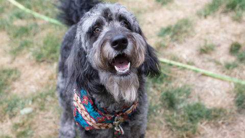 Merle Goldendoodle: A One-Of-A-Kind Designer Dog