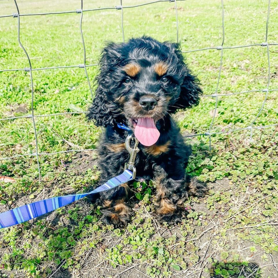 The Mini Cocker Spaniel: Everything You Need to Know