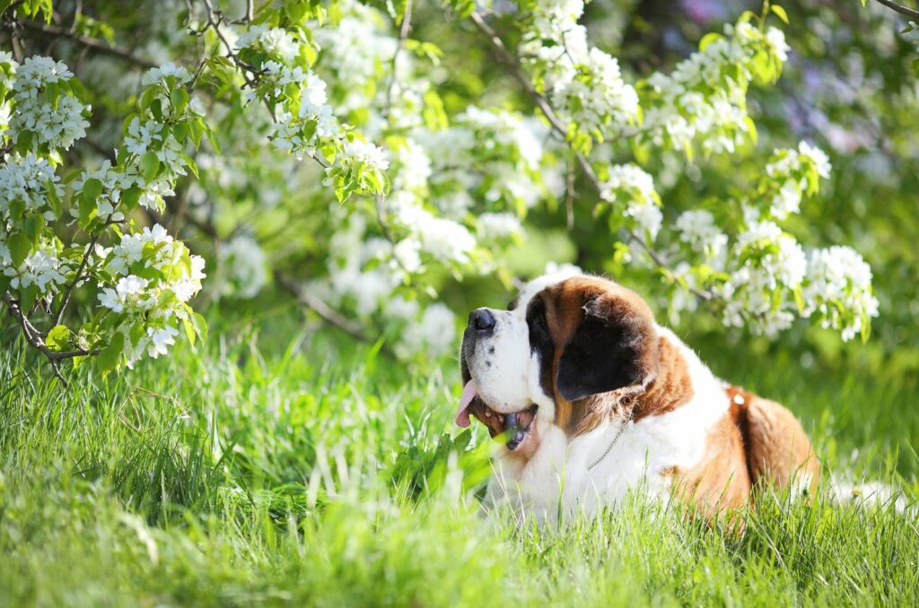 Mini St. Bernard: 14 Reasons To Own Or Not Own It