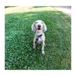 Mini Weimaraner: Shrunken Down To Cuteness