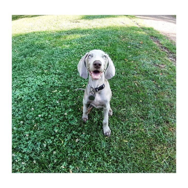 Mini Weimaraner: Shrunken Down To Cuteness