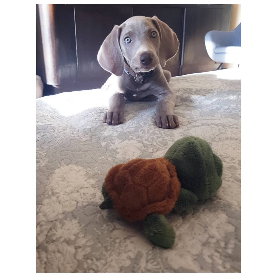 Mini Weimaraner: Shrunken Down To Cuteness