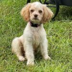The Mini Cocker Spaniel: Everything You Need to Know!