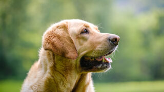 Miniature Labrador: A Smaller Version Of The Popular Lab