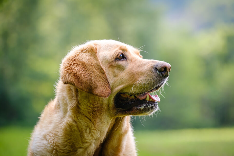 Miniature Labrador: A Smaller Version Of The Popular Lab