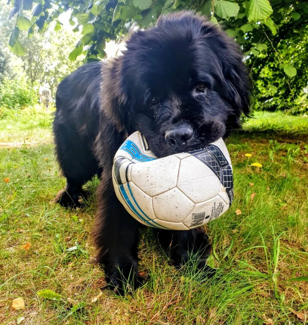The 9 Best Newfoundland Dog Breeders In The United States