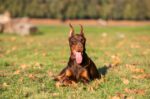Red Doberman Pinscher — How Rare Is This Powerful Dog?