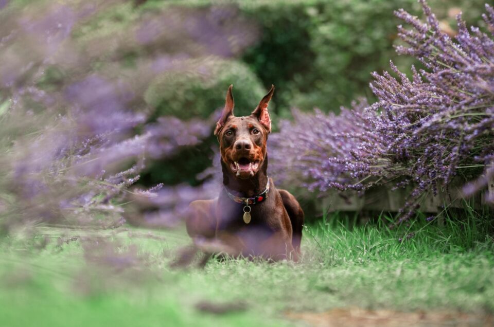 Red Doberman Pinscher — How Rare Is This Powerful Dog?