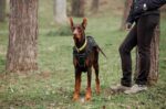 Red Doberman Pinscher — How Rare Is This Powerful Dog?
