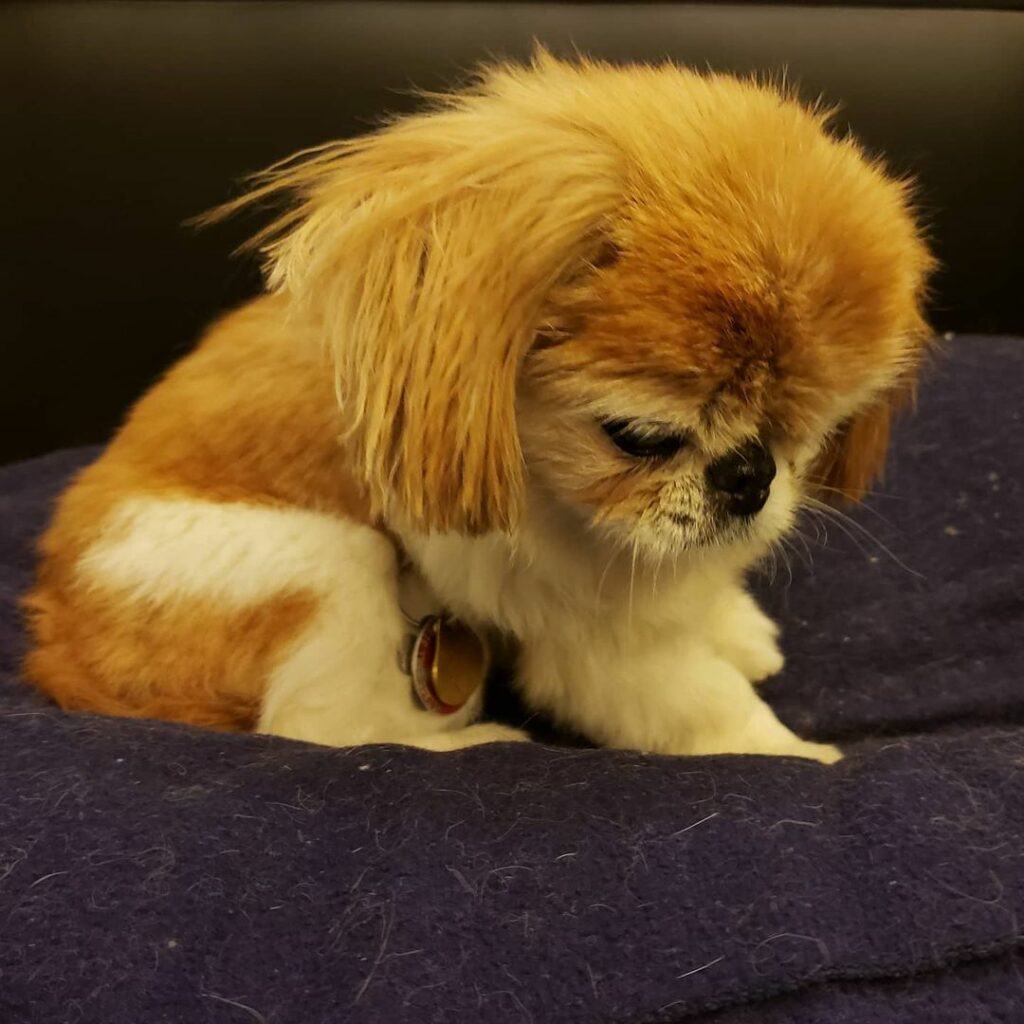 Teacup Pekingese: Appearance, Temperament, Grooming, And More