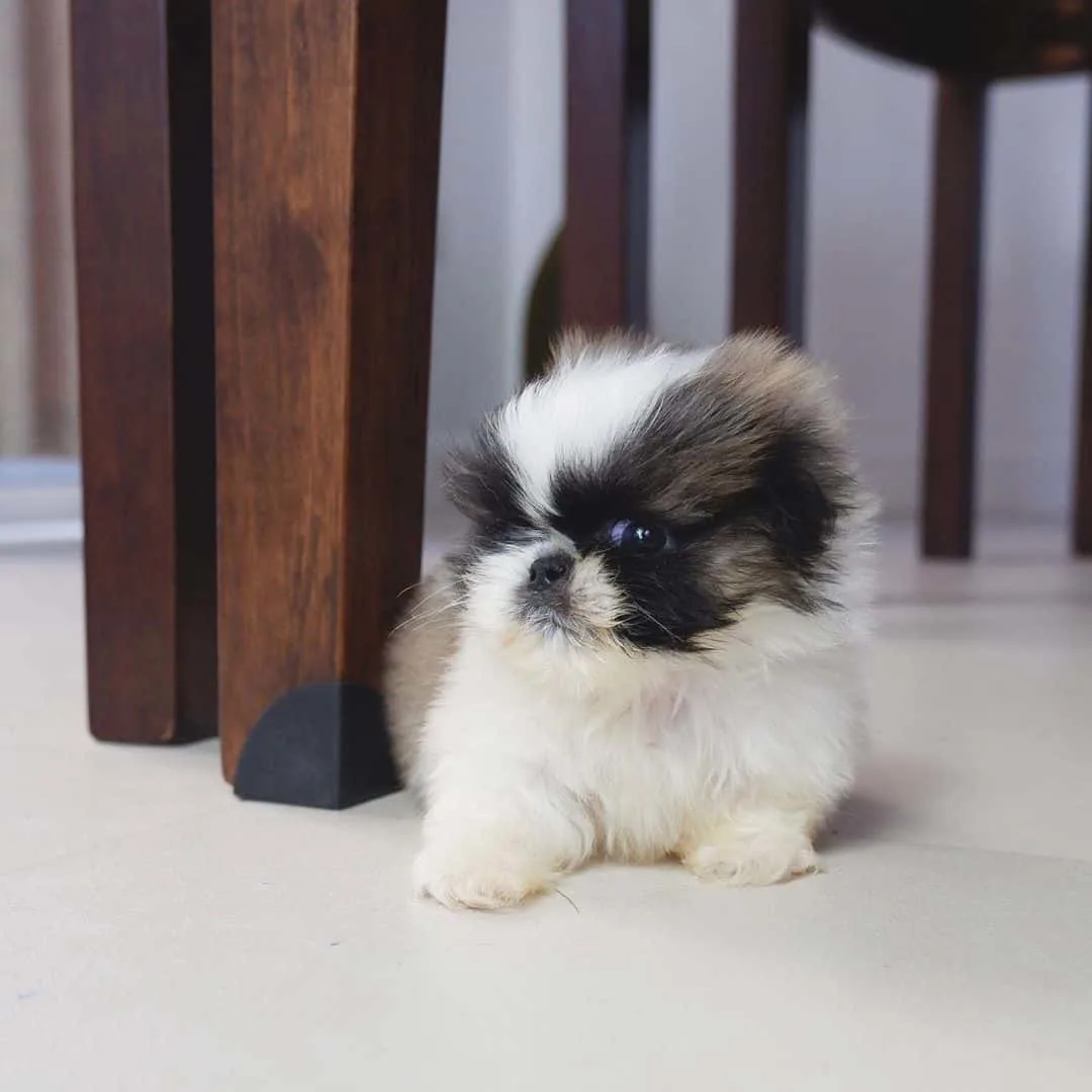 Teacup Pekingese: Appearance, Temperament, Grooming, And More