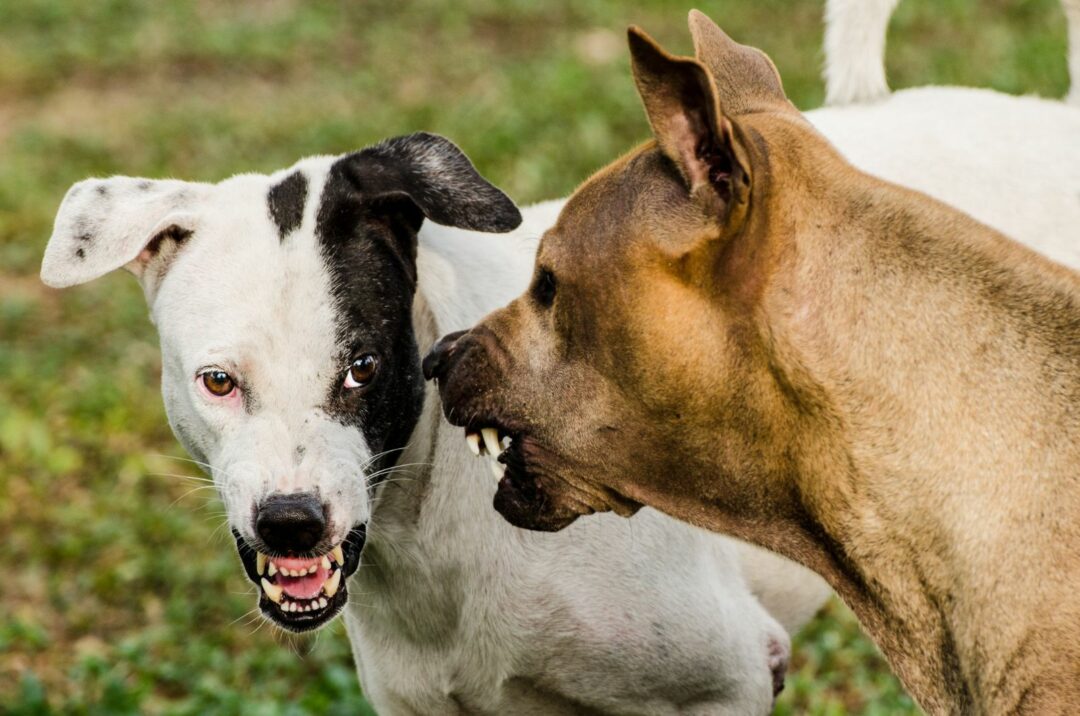What Is A Bait Dog? The Ugly Truth