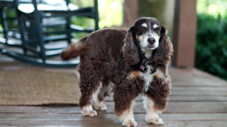 The Mini Cocker Spaniel: Everything You Need to Know