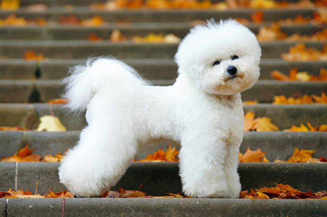 6 Bichon Frise Haircuts And Grooming Tips