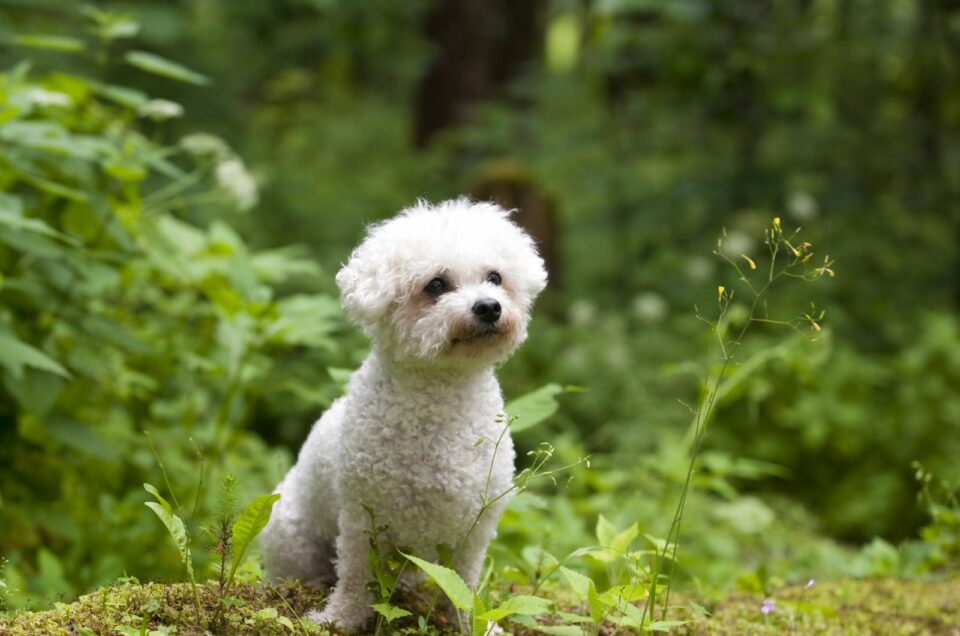 6 Bichon Frise Haircuts And Grooming Tips