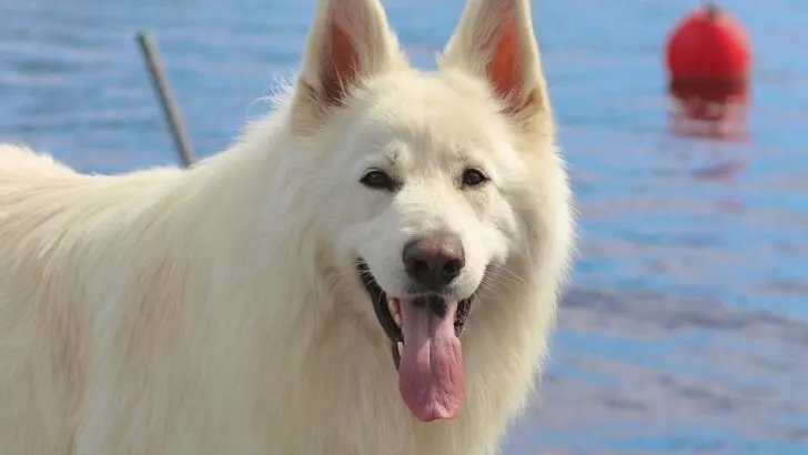 Female White German Shepherd