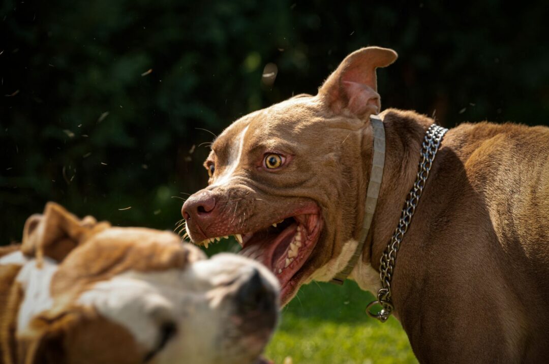 What Is A Bait Dog? The Ugly Truth