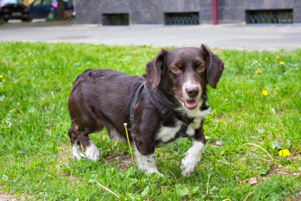 40 German Dog Breeds That You Will Love