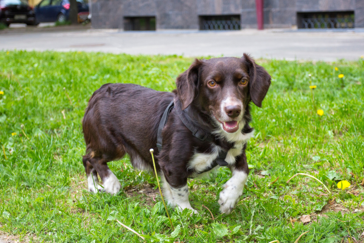 40 German Dog Breeds That You Will Love