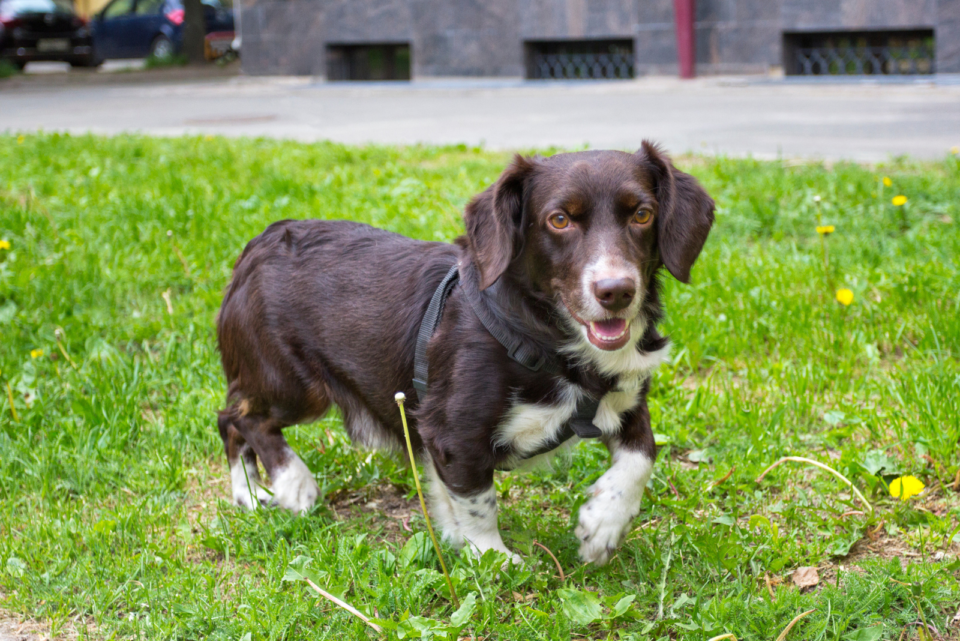 40 German Dog Breeds That You Will Love