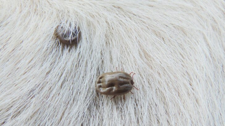How Do You Remove A Dead Tick From A Dog