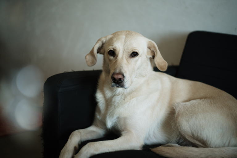 Dog Ear Positions Chart: 5 Ear Positions You Should Know Of