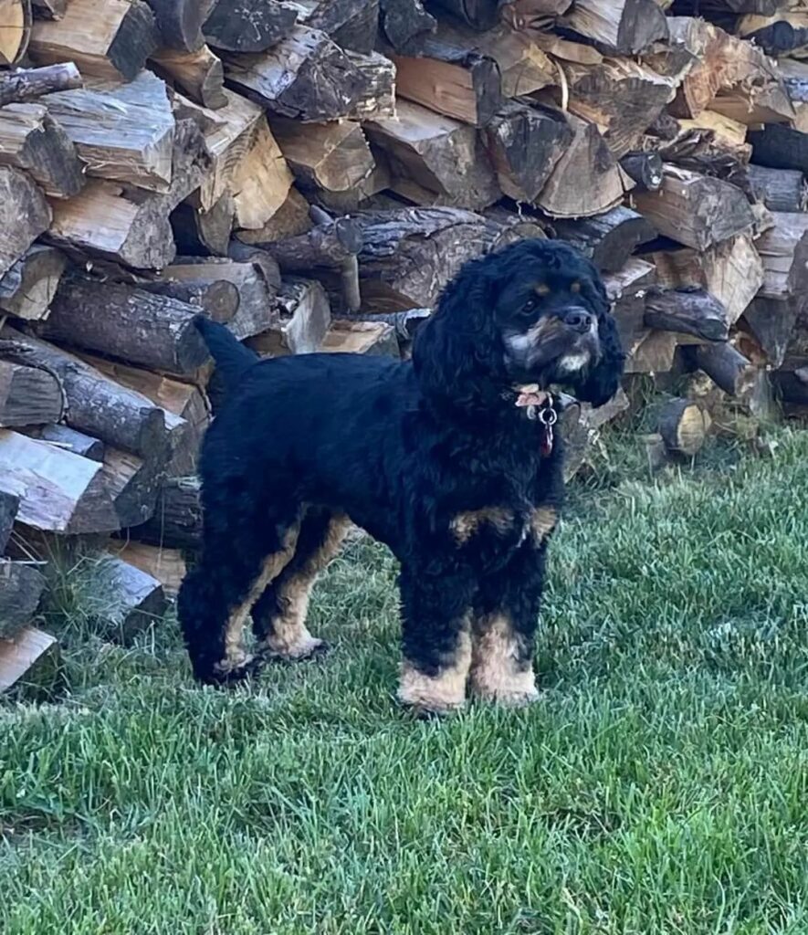 The Mini Cocker Spaniel: Everything You Need to Know