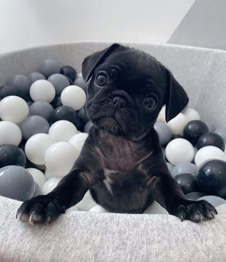 Teacup Pug: Is This The Right Pug For You?