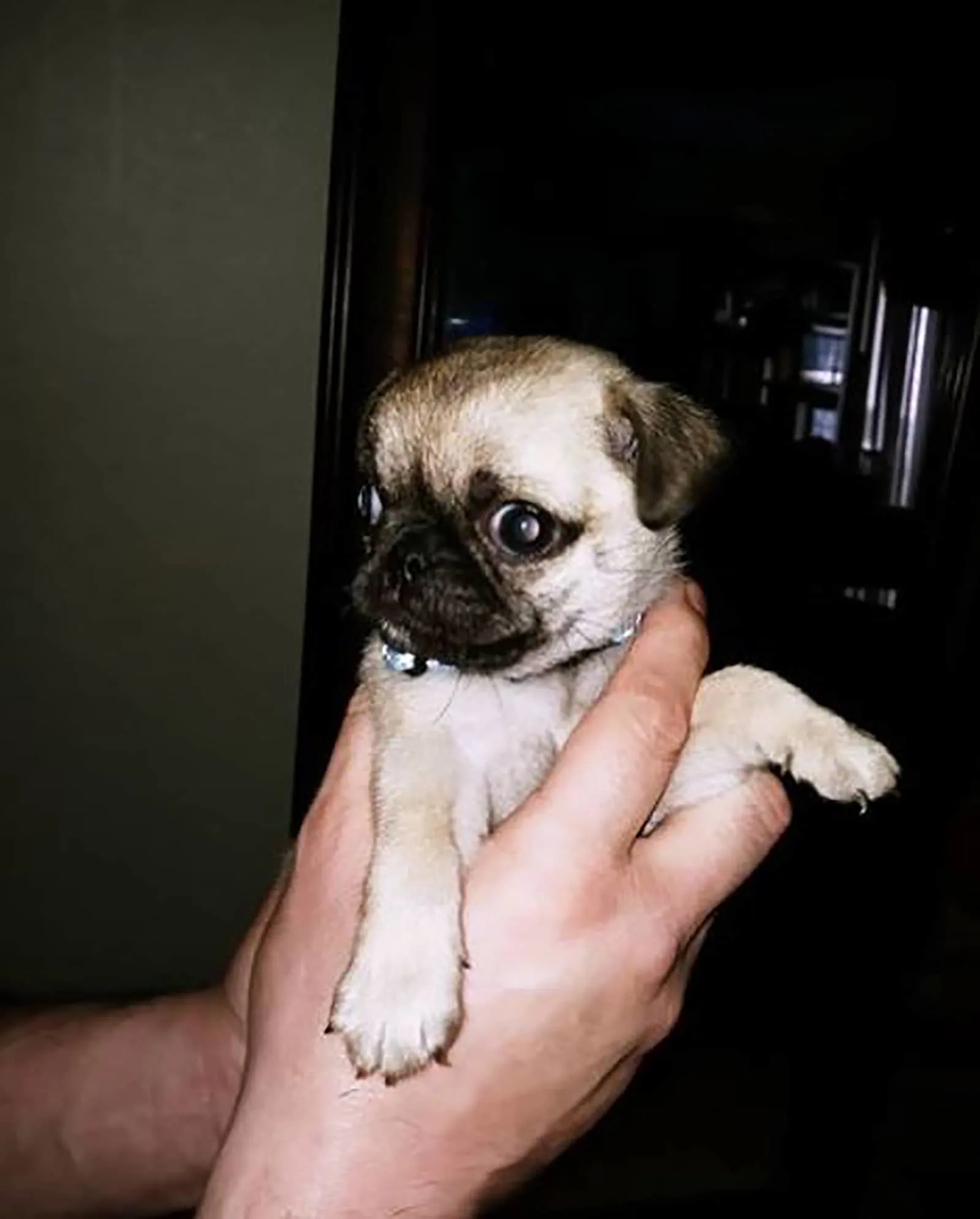 Teacup Pug: Is This The Right Pug For You?
