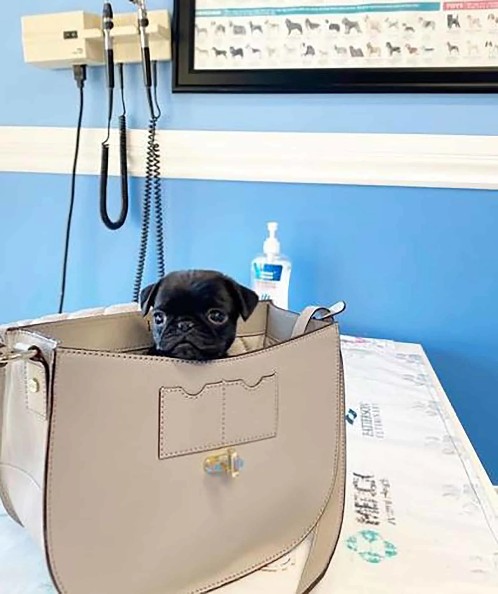 Teacup Pug: Is This The Right Pug For You?