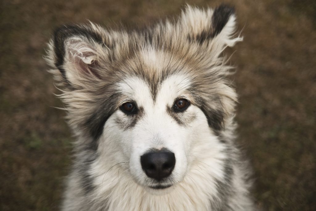 30 Alaskan Malamute Mixes: When The Fluff Prevails