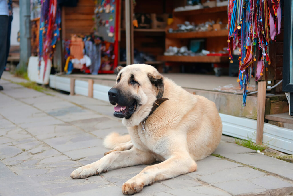 Aksaray Malaklisi Dog Breed Facts: Meet Amazing Guardian Dog