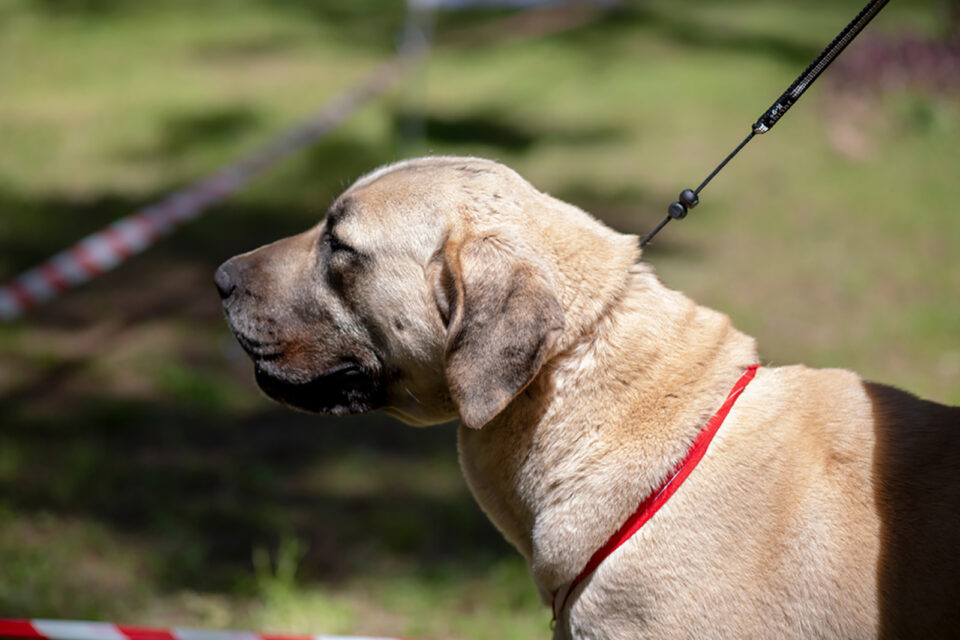 Aksaray Malaklisi Dog Breed Facts: Meet Amazing Guardian Dog