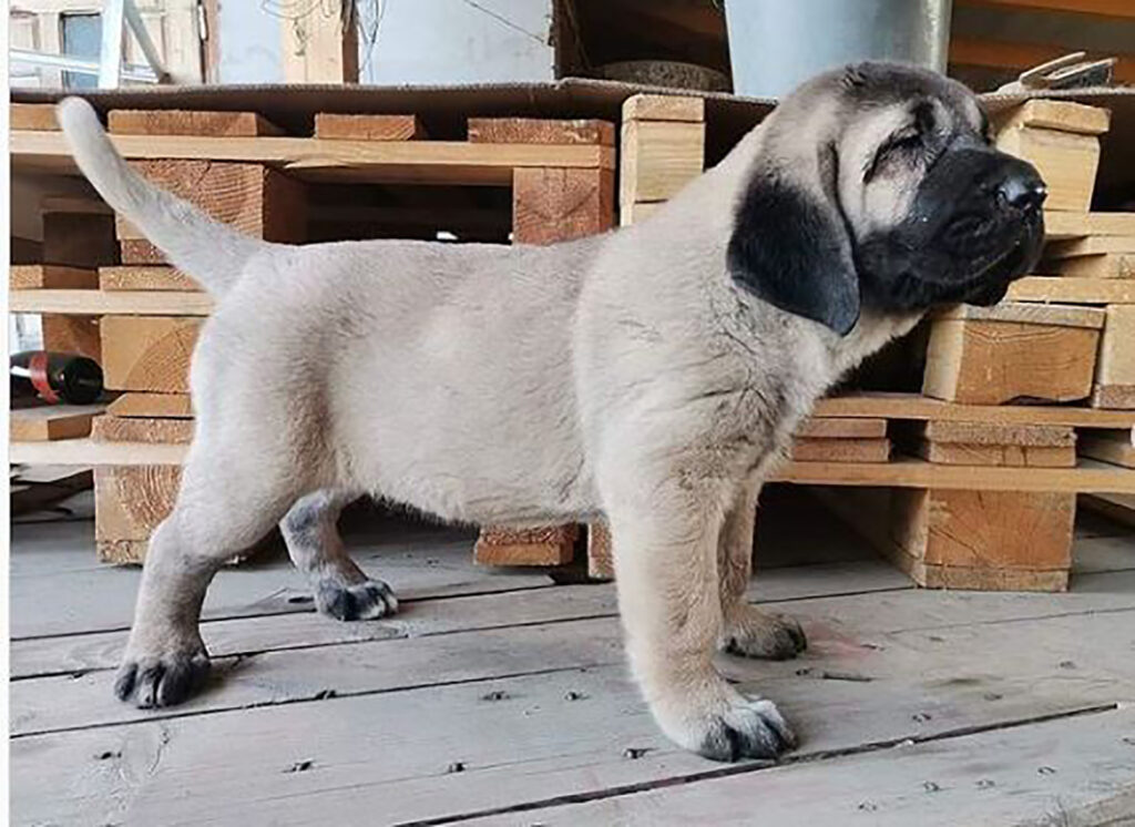 Aksaray Malaklisi Dog Breed Facts: Meet Amazing Guardian Dog