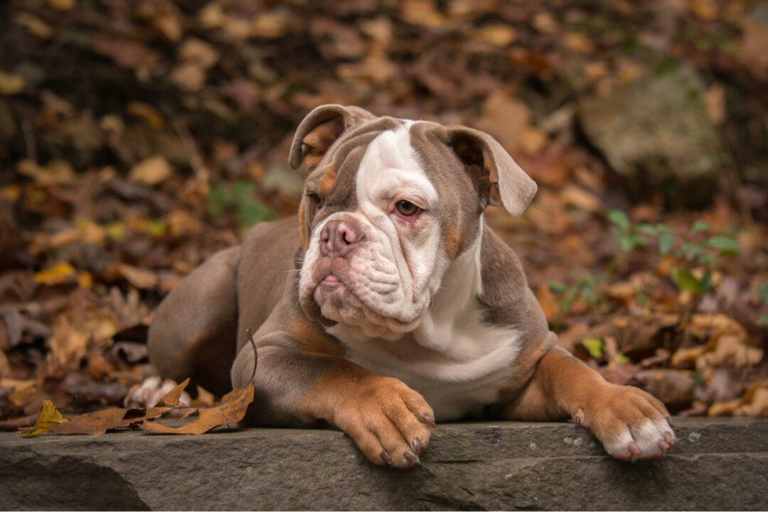 Bully Breeding 101: Everything You Need To Know About Bullies