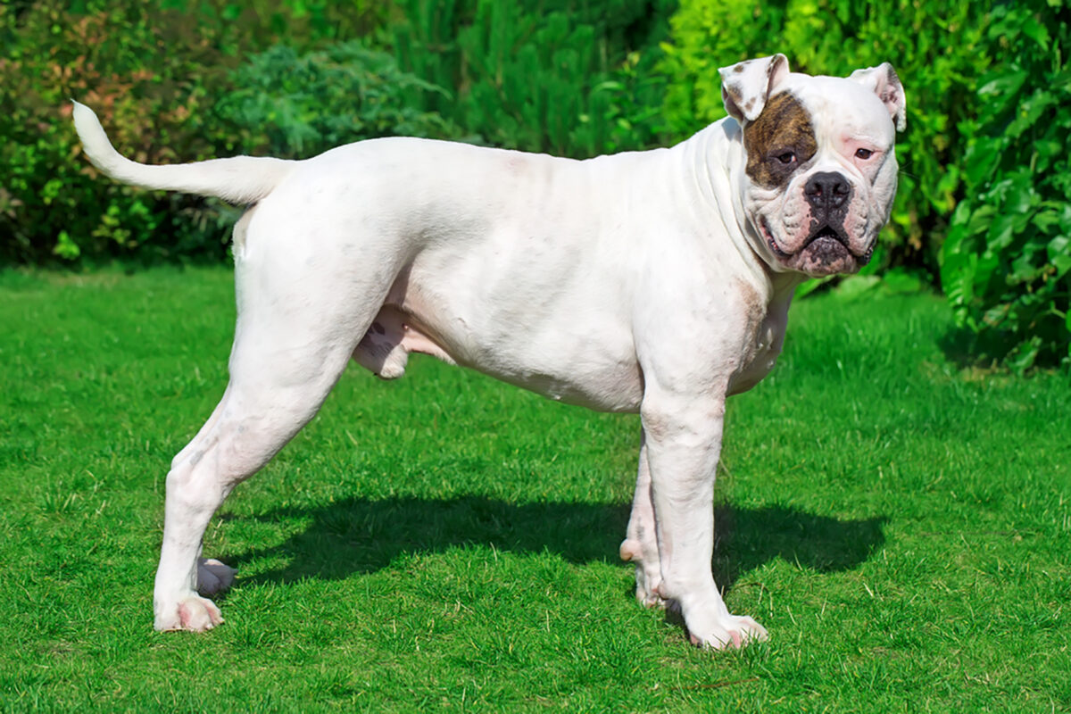38 Bully Dog Breeds That Can Be Great Family Pets