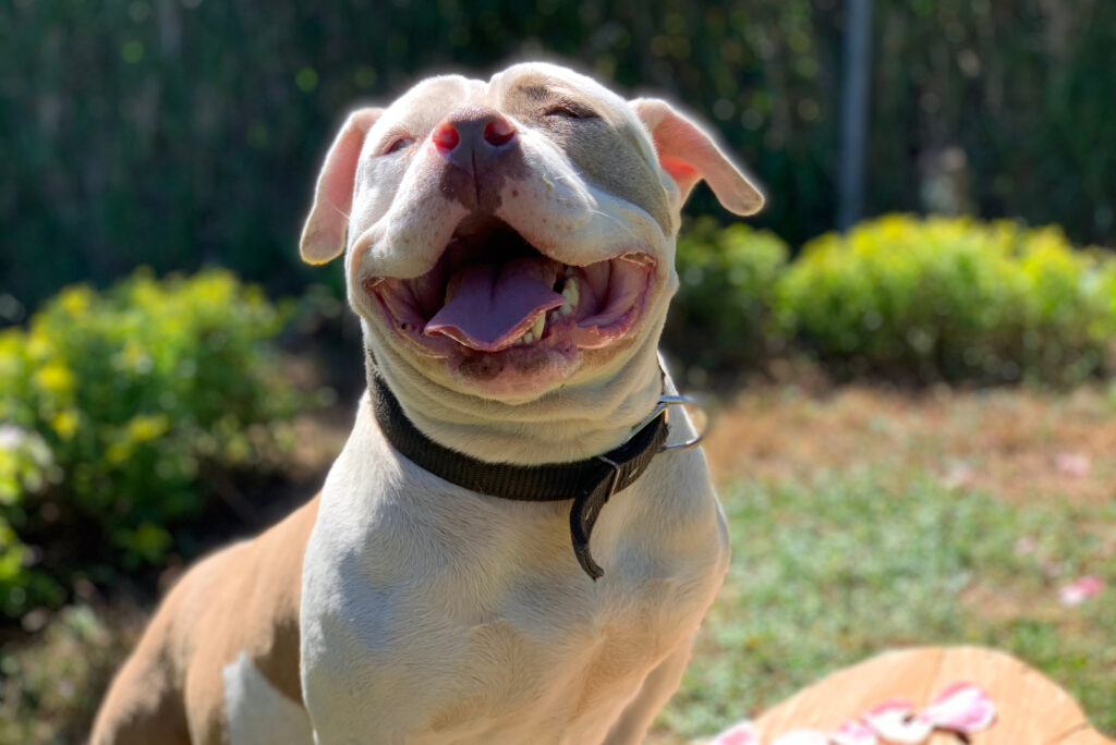 Bully Breeding 101: Everything You Need To Know About Bullies