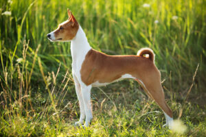 The 22 Healthiest Dog Breeds – Dogs Who Live Long And Prosper