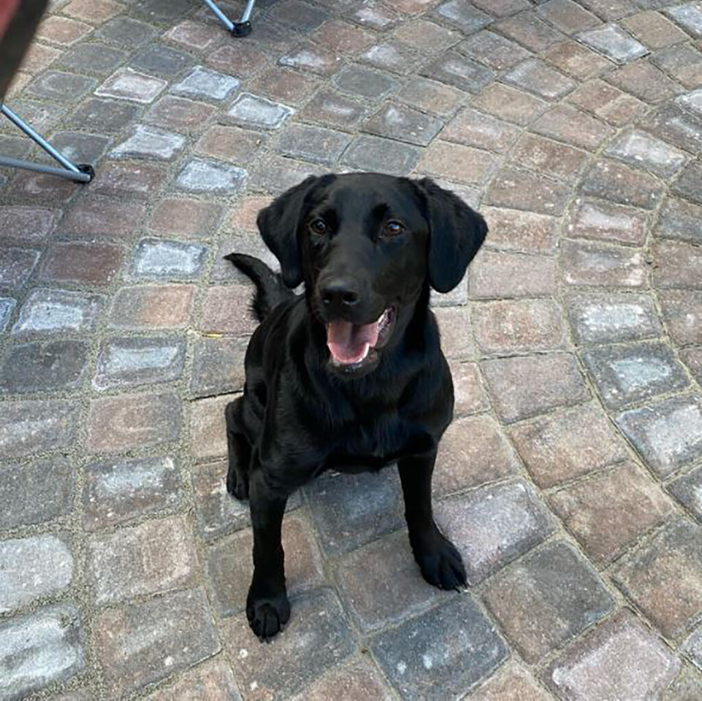 Miniature Labrador: A Smaller Version Of The Popular Lab