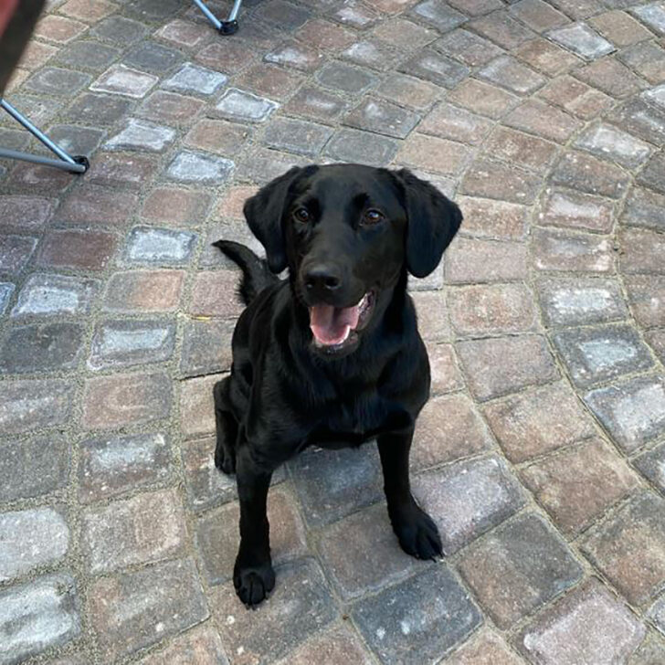 Miniature Labrador: A Smaller Version Of The Popular Lab