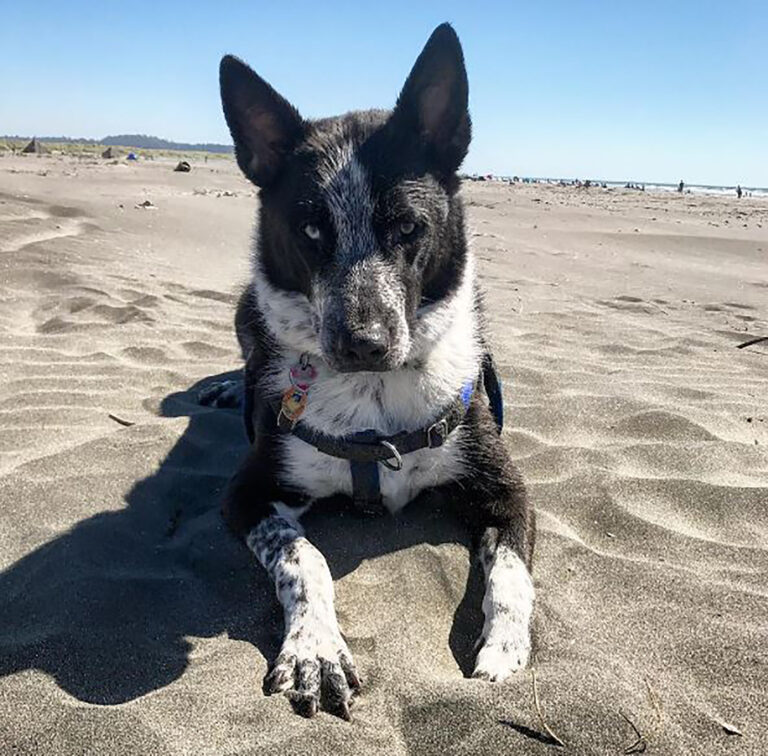 Introducing You To The Blue Heeler Husky Mix: The Ausky Guide