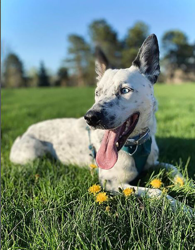 Introducing You To The Blue Heeler Husky Mix: The Ausky Guide