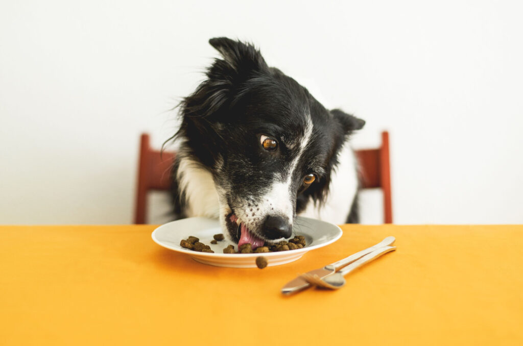 Border Collie Feeding Chart: A Healthy Feeding Habits Guide