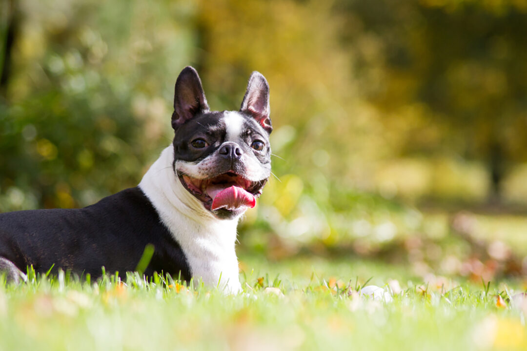 38 Bully Dog Breeds That Can Be Great Family Pets