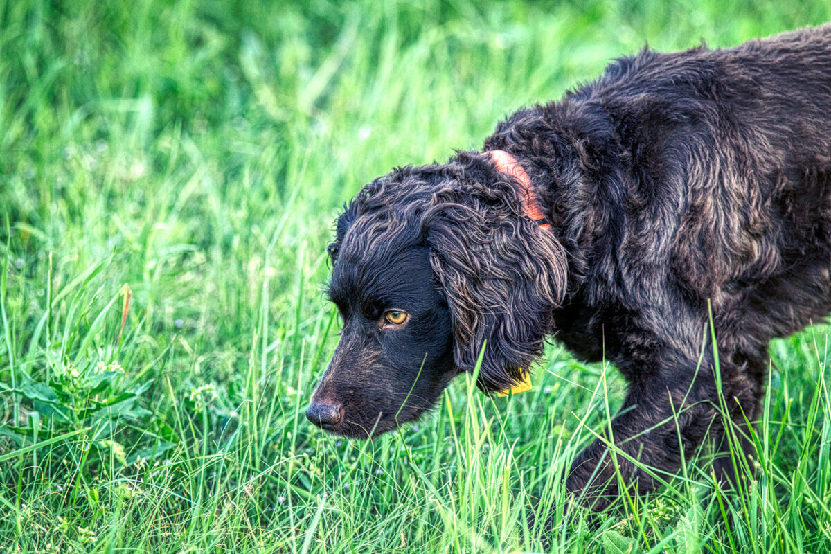 26 Spaniel Dog Breeds: Get To Know Adorable Canine Gems