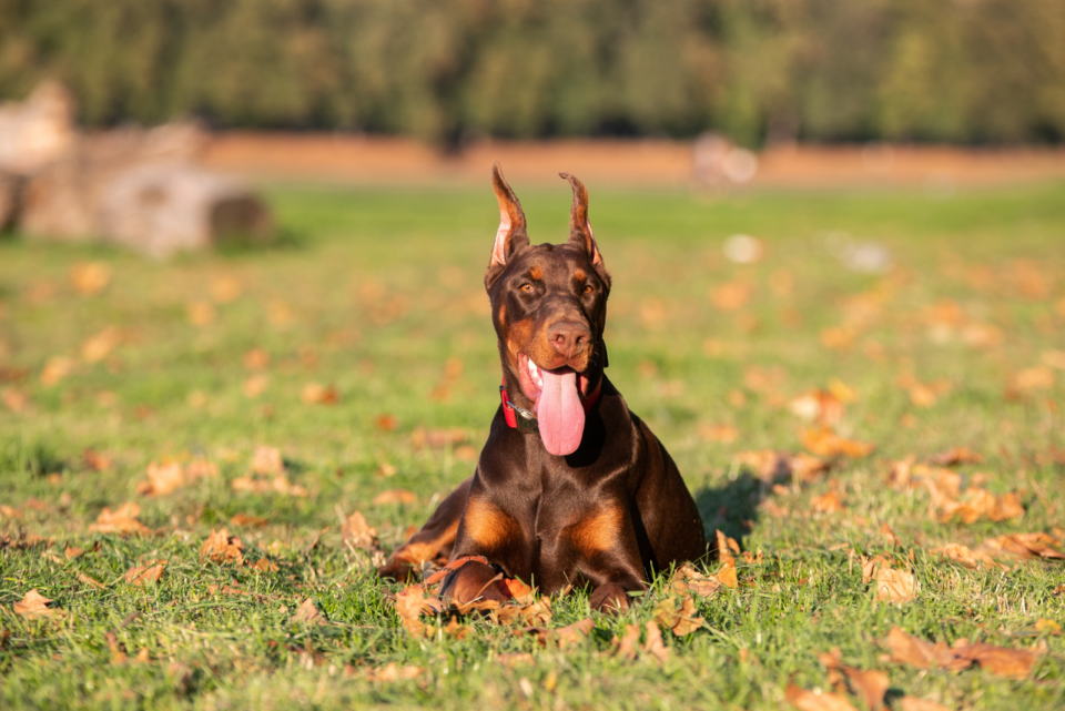 Brown Doberman Color 101: What Do They Look Like?