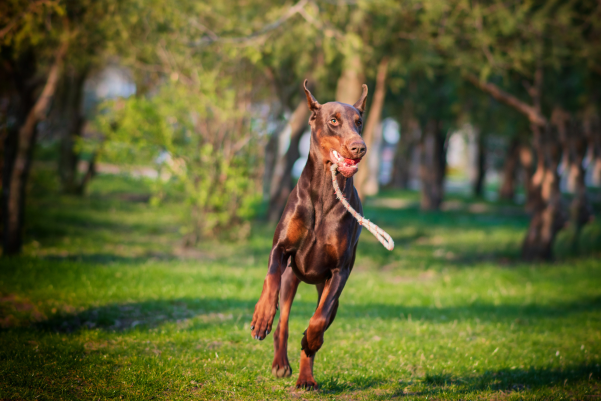 Brown Doberman Color 101: What Do They Look Like?