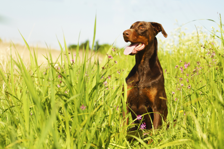 Brown Doberman Color 101: What Do They Look Like?